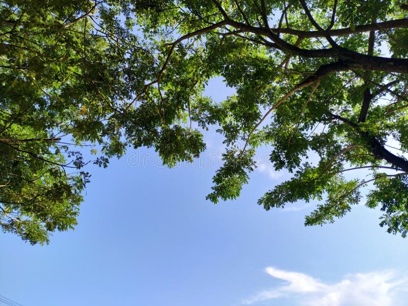 Shady Trees with Dense Leaves are Very Comfortable for Shade Stock ...