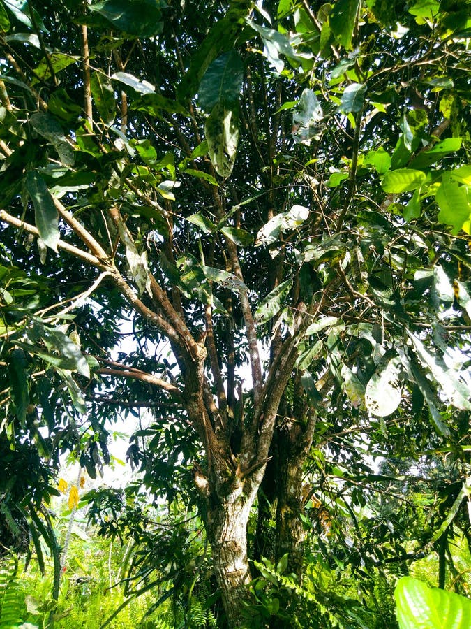 Shady Trees on the Edge of the Borneo Forest Stock Photo - Image of ...