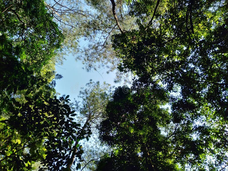 Shady Trees in the Forest Seen from Below Stock Image - Image of design ...