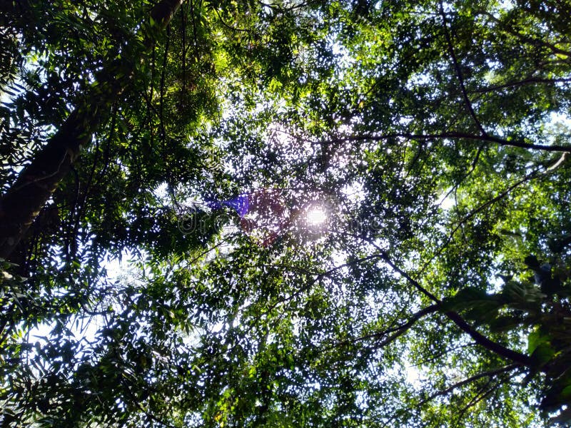 Shady Trees in the Forest Seen from Below Stock Photo - Image of plant ...