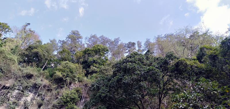Shady Trees in the Forest Seen from Below Stock Image - Image of plant ...