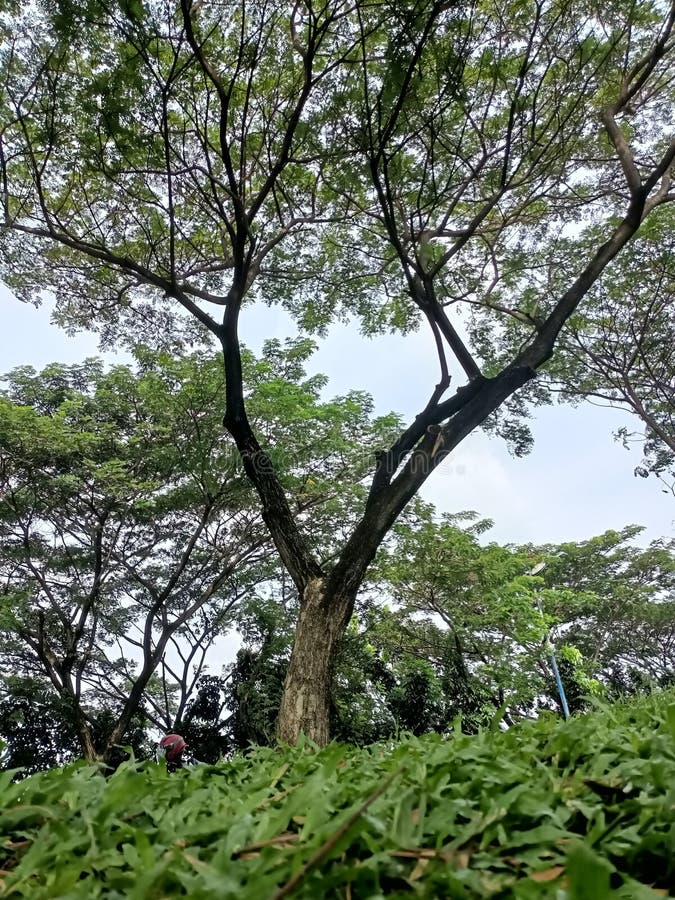 Shady Trees in the Garden with Grass Stock Photo - Image of nature ...