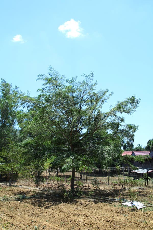 Shady Trees and Green Leaves Stock Photo - Image of branch, growth ...