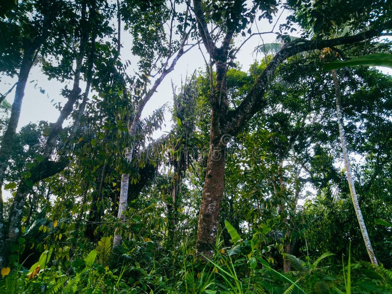 Shady Trees that Grow on the Edge of the Borneo Forest Stock Image ...
