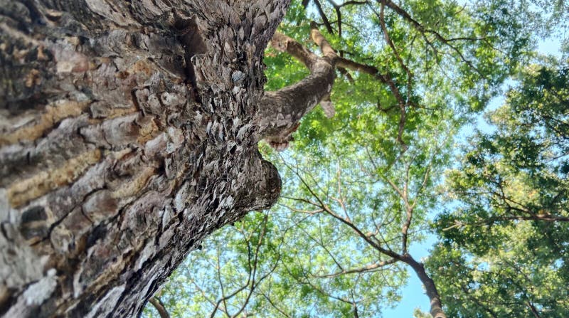 Shady Trees by the Lake. Cracked Tree Bark Stock Image - Image of ...
