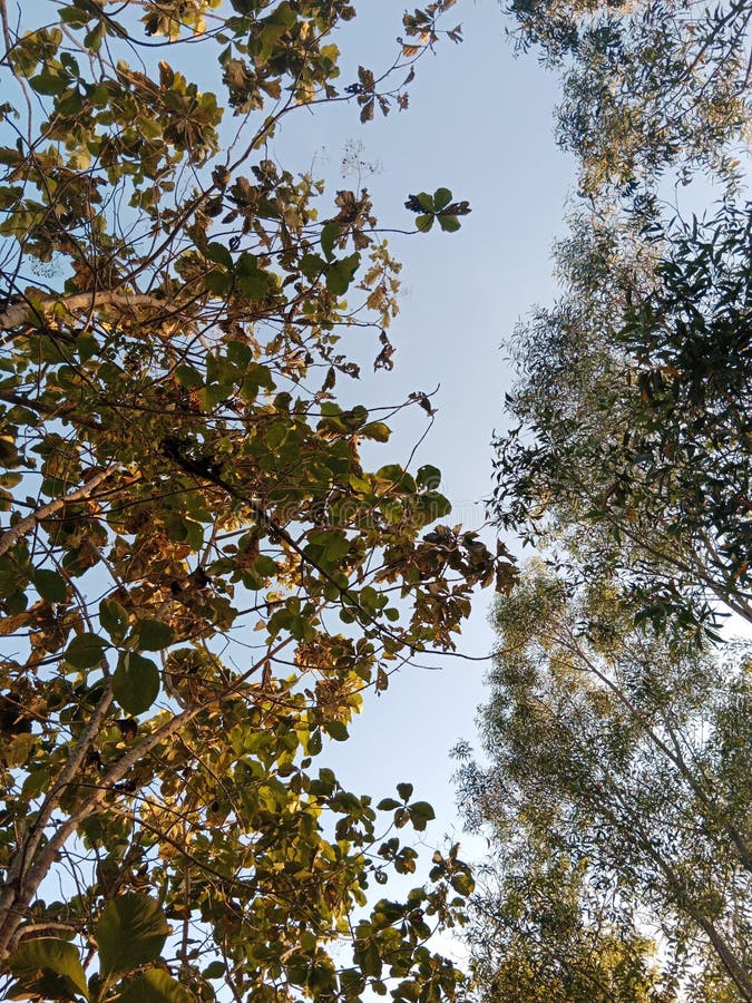 Shady Trees Make the Air Cool Stock Photo - Image of shady, trees ...