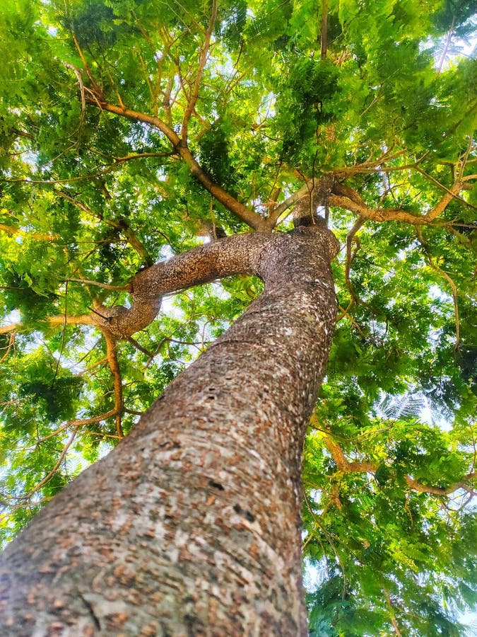 Shady Trees Make the Environment Cool Stock Photo - Image of modern ...