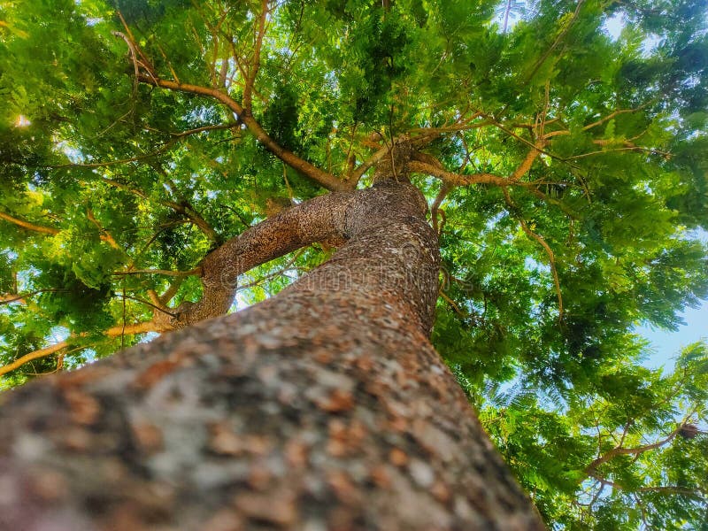 Shady Trees Make the Environment Cool Stock Photo - Image of decoration ...