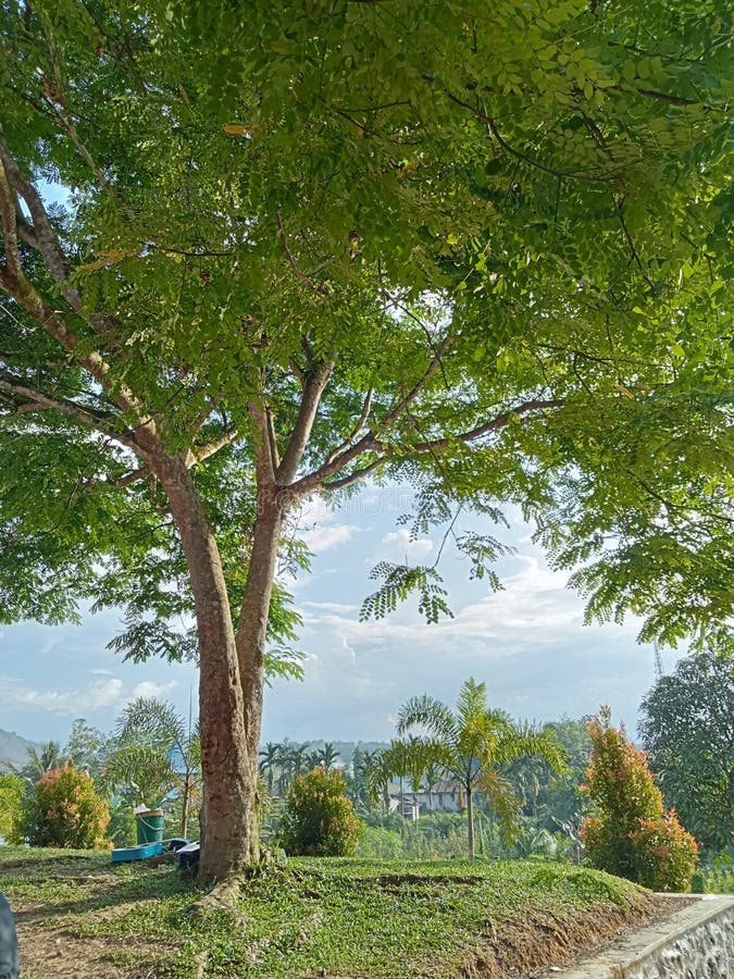 Shady Trees at My School Above the Height Stock Image - Image of height ...
