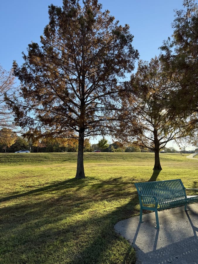 Shady trees stock photo. Image of trees, bench, sunlight - 350365534