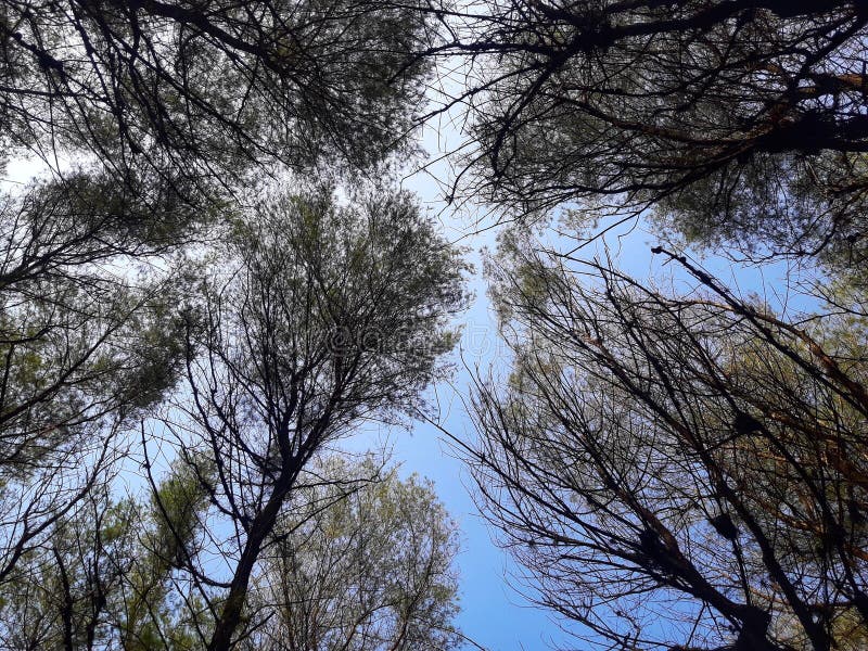 Shady Trees on Sky Background Stock Image - Image of angle, branch ...