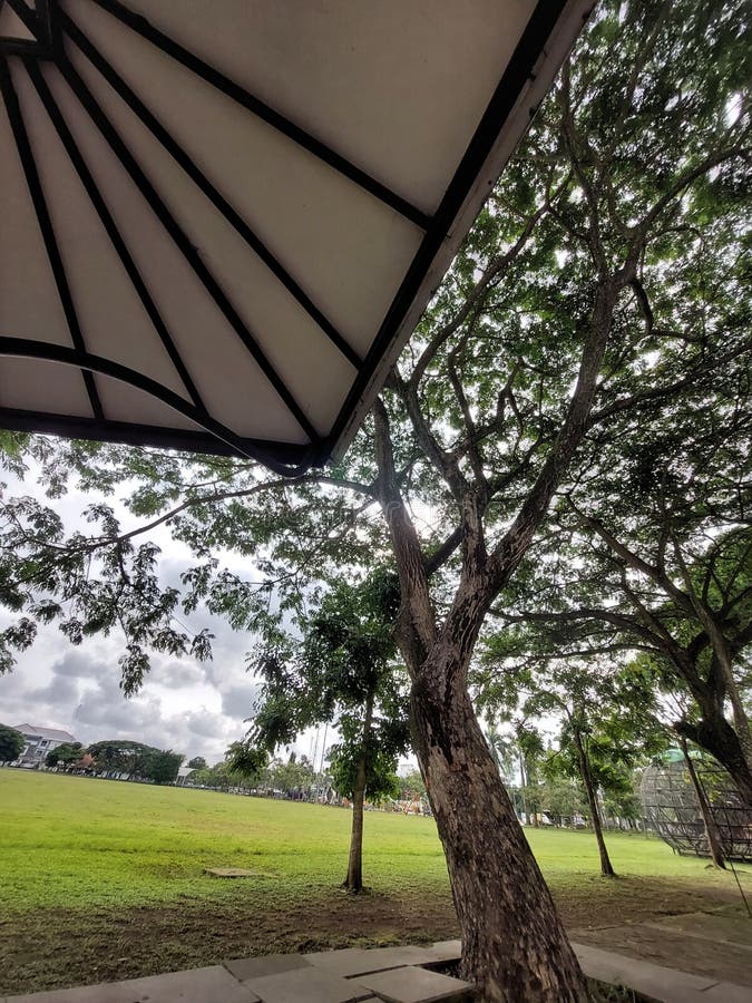 Shady Trees in the Square and Green Grass Stock Image - Image of nature ...