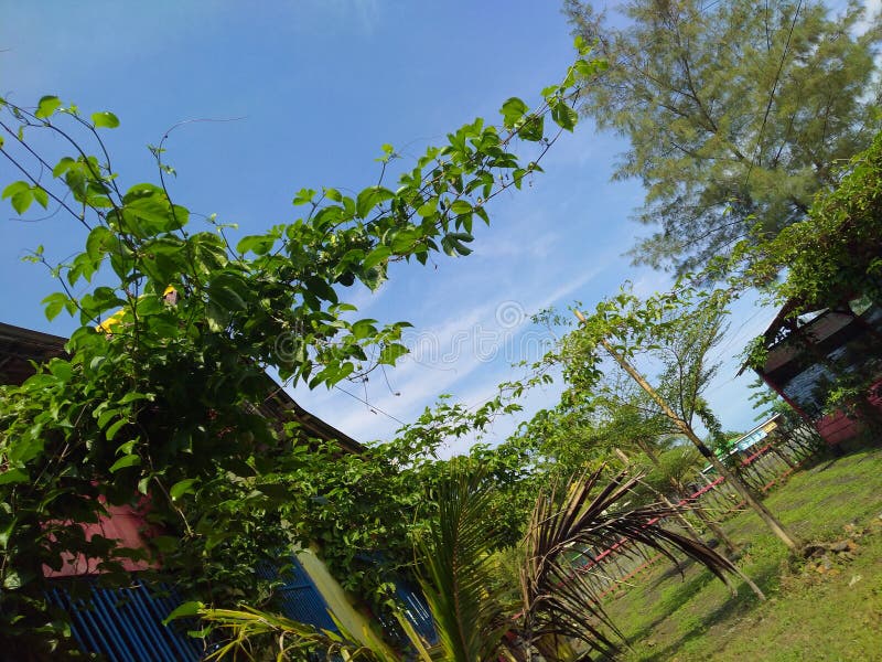 Shady trees to cool off stock image. Image of nature - 268434089