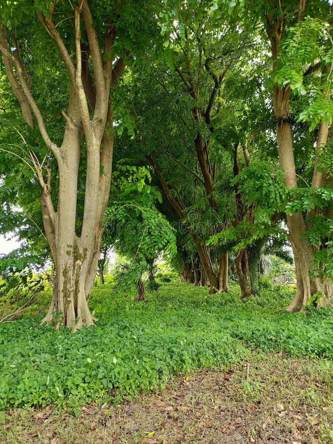 Shady Trees in Tropical Rainforest Stock Photo - Image of rain ...