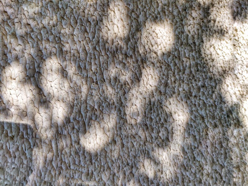 Shady wall, texture stock photo. Image of plant, flooring - 190448056