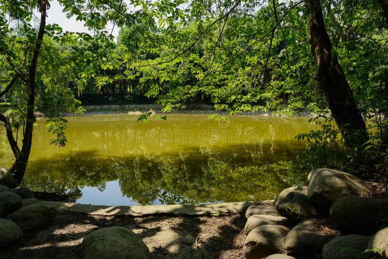 Shady Waterside at Pond in Sunny Summer Stock Photo - Image of sunny ...