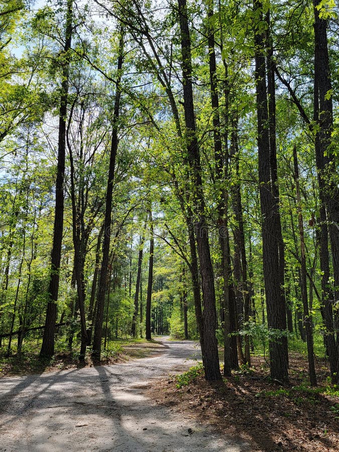 Shady wooded driveway stock image. Image of green, deciduous - 245998069