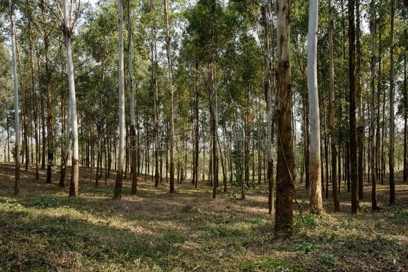 Shady Woods in Sunny Spring Stock Image - Image of forest, woods: 54850421