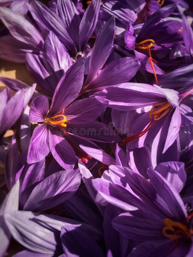 Shafron Stock Photos - Free & Royalty-Free Stock Photos from Dreamstime