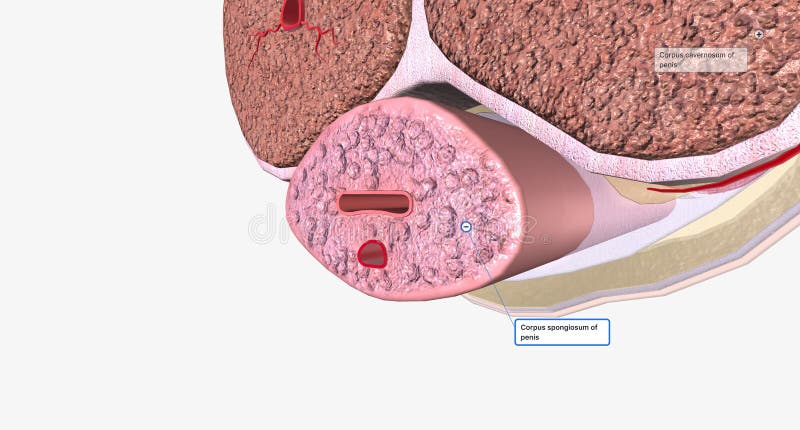 The Shaft or Body of the Penis is Comprised of Three Columns of Tissue Stock Illustration ...