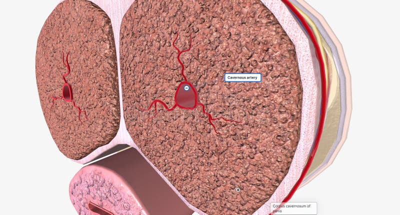 The Shaft or Body of the Penis is Comprised of Three Columns of Tissue ...