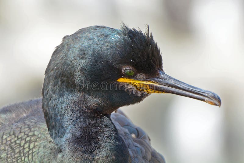 Shag, Farne Islands Nature Reserve, England Stock Photo - Image of ...