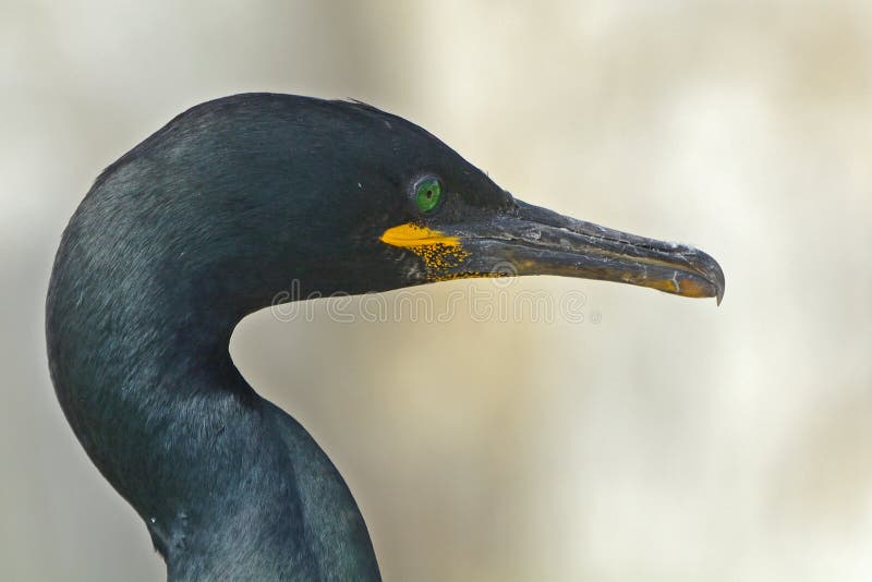 Shag, Farne Islands Nature Reserve, England Stock Photo - Image of ...