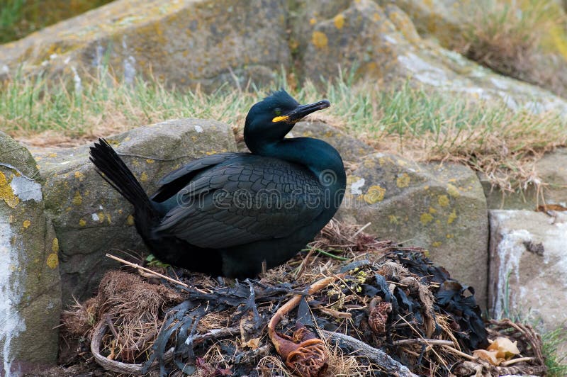 Shag on nest stock photo. Image of nature, farne, shag - 14756692