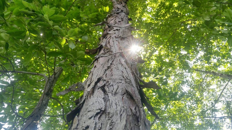 Hickory Bark Rays stock image. Image of branch, sunlight - 293605423
