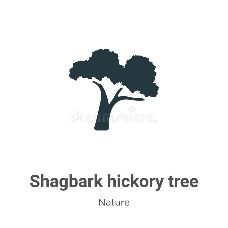 Hickory Tree Stock Illustrations – 331 Hickory Tree Stock Illustrations ...