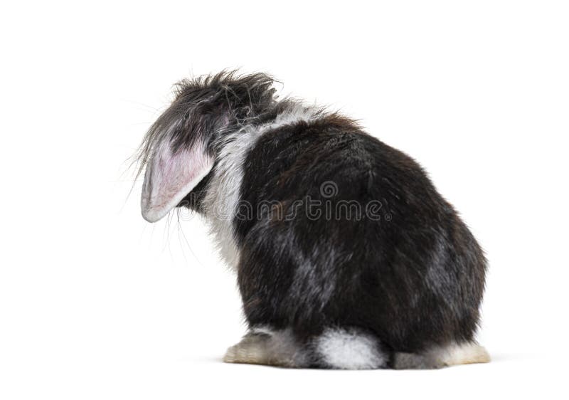 465 Lop Rabbit Black White Stock Photos - Free & Royalty-Free Stock ...