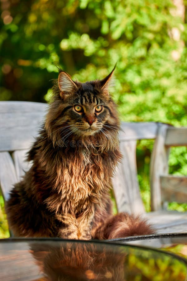 Shaggy Big Cat Sitting on a White Bench in a Sunny Park Stock Photo ...