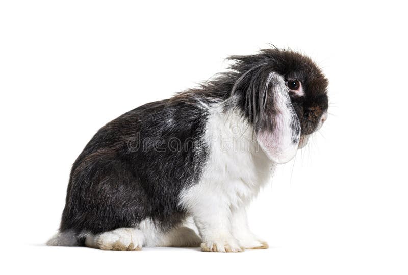 465 Lop Rabbit Black White Stock Photos - Free & Royalty-Free Stock ...