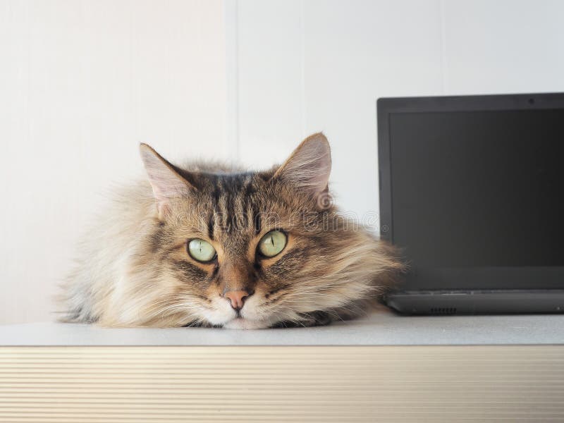 Shaggy Cat with Laptop. Concept of Computer Consultation Stock Photo ...