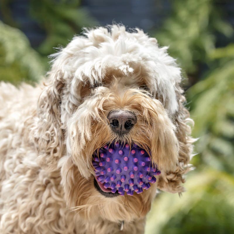 Shaggy Cockapoo Dog with Ball Portrait with Blurred Background Stock ...