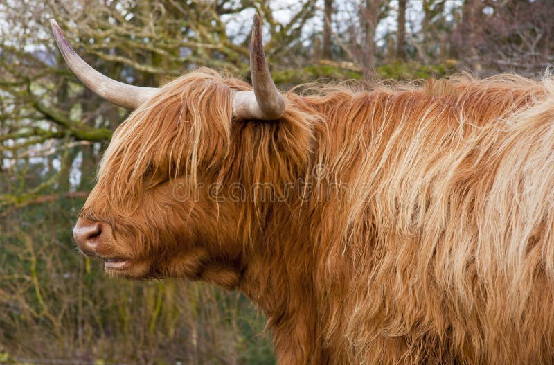 Shaggy Cow stock image. Image of cattle, shaggy, horns - 27541151