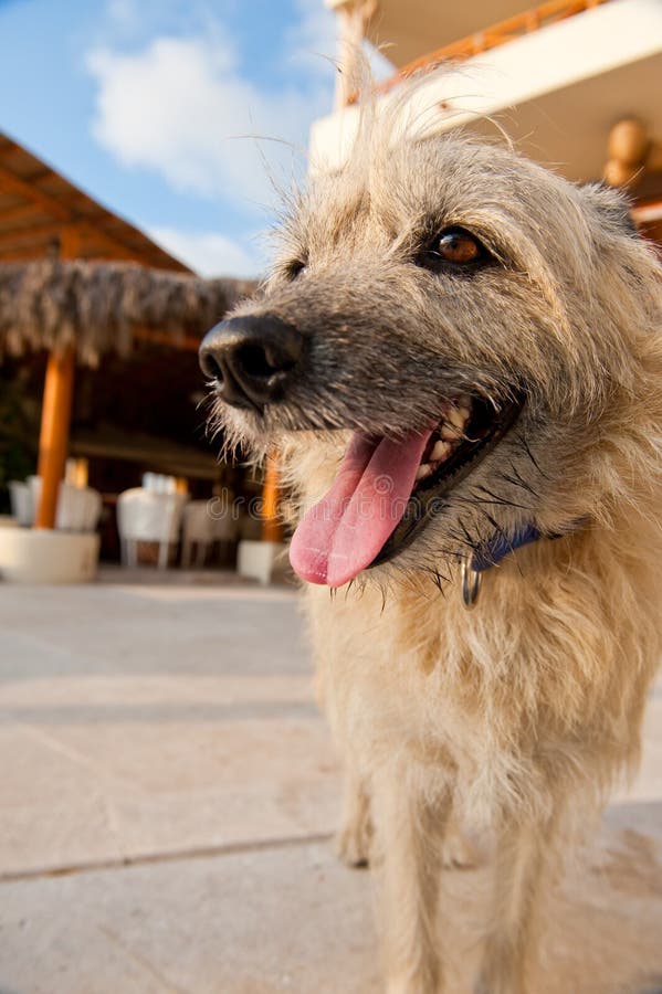 Shaggy dog outside stock image. Image of shag, outside - 13703381