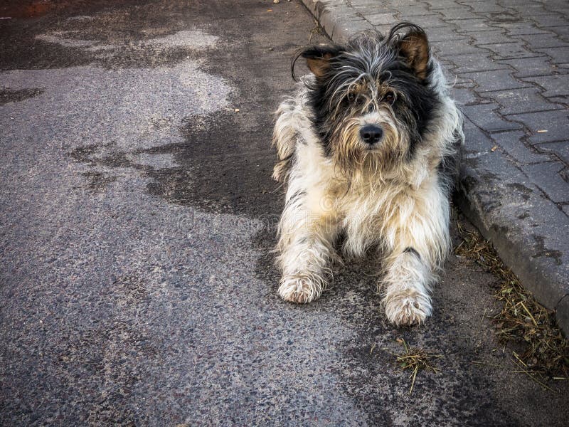 Shaggy dog on pavement stock photo. Image of animal, lying - 69111172