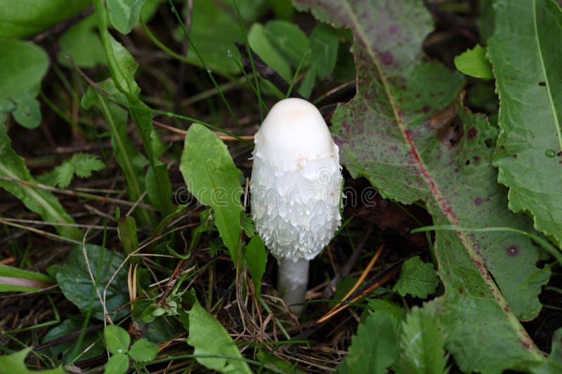 Coprinus Mushroom Under the Microscope Stock Image - Image of cell ...