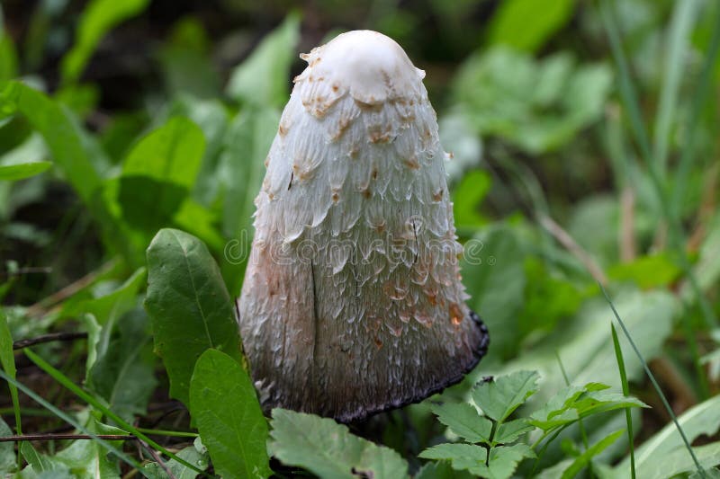 Coprinus Mushroom Under The Microscope Stock Photo - Image of ...