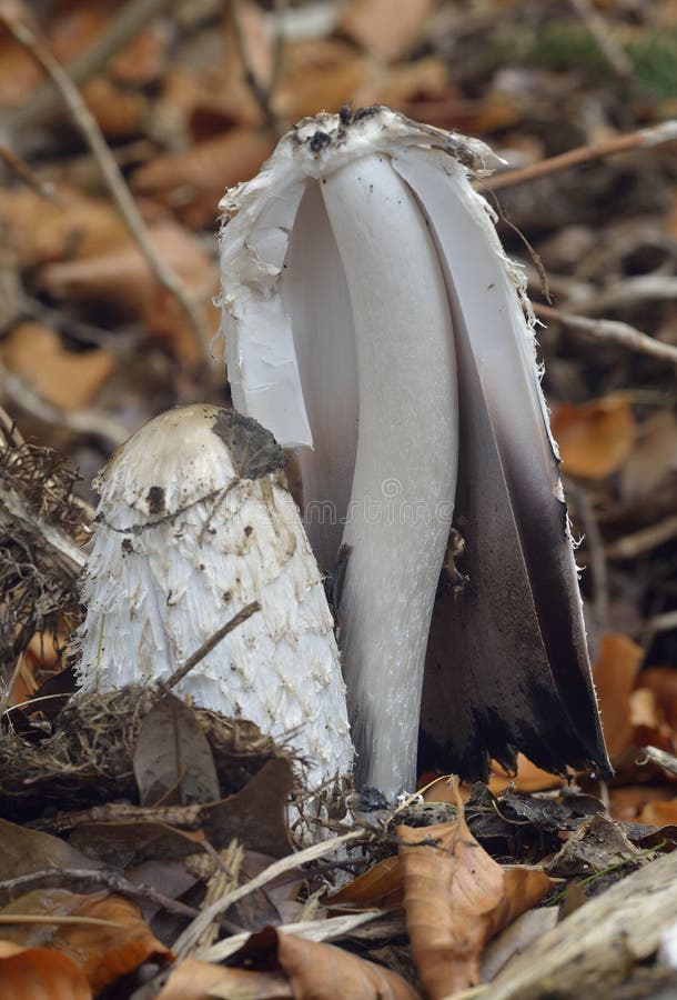 Shaggy Ink Cap stock image. Image of decay, lawyers - 102356389
