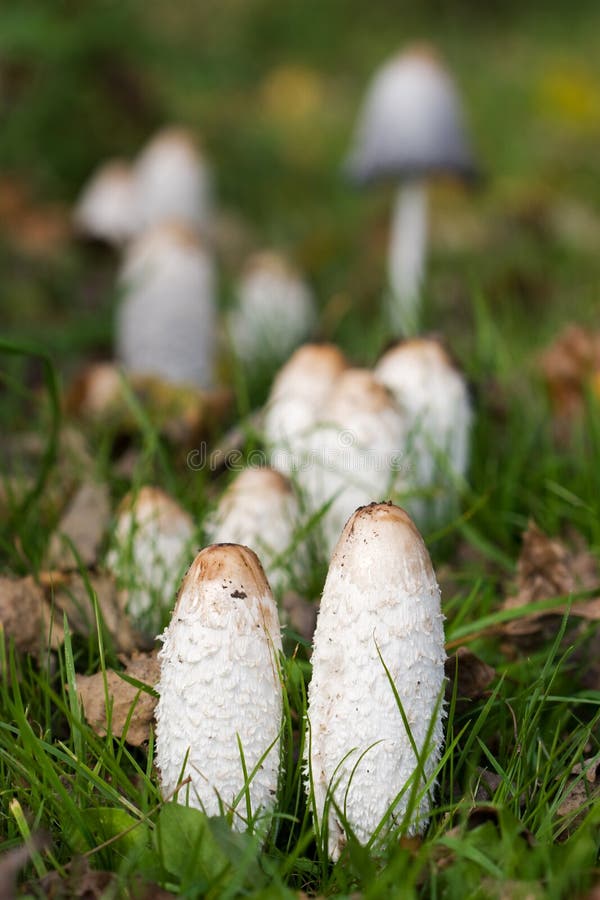 Shaggy Ink Caps stock image. Image of food, autumn, mane - 21903763