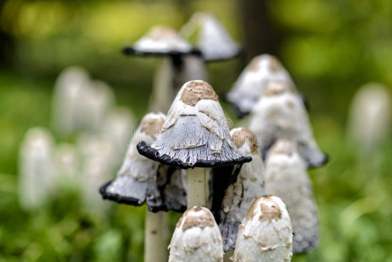Shaggy ink caps in autumn stock photo. Image of caps - 125676598