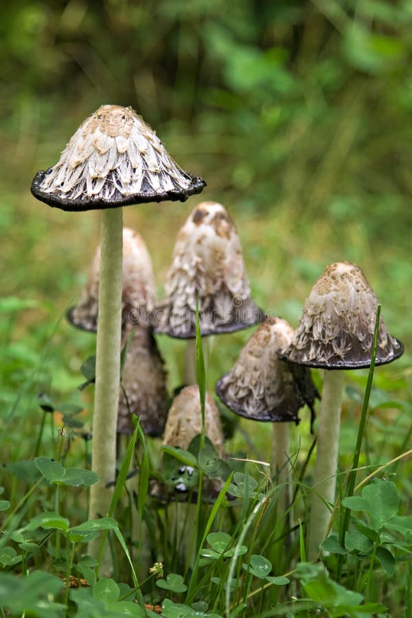 Shaggy Mane Inky Cap Mushrooms Stock Image - Image of edible, mushrooms ...