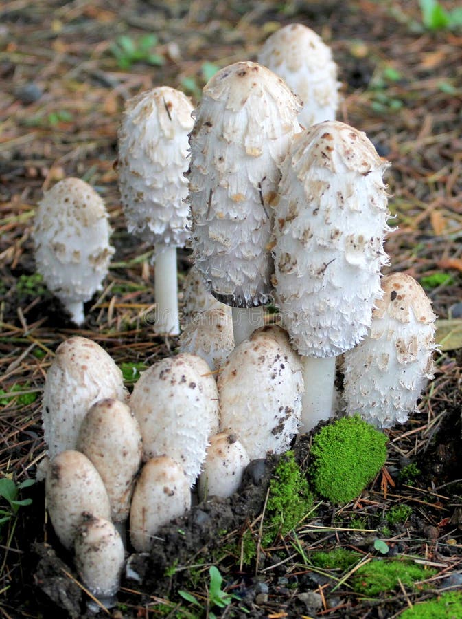 Shaggy Mane Inky Cap Mushrooms Stock Image - Image of edible, mushrooms ...