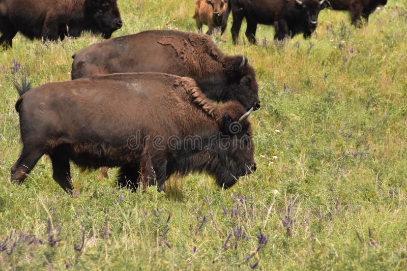 Shaggy North American Bison in a Field Stock Photo - Image of animal ...