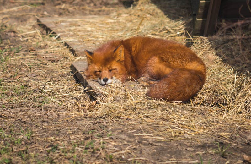 Shaggy Red Fox Curled Up on Dry Grass Lawn Stock Image - Image of ...