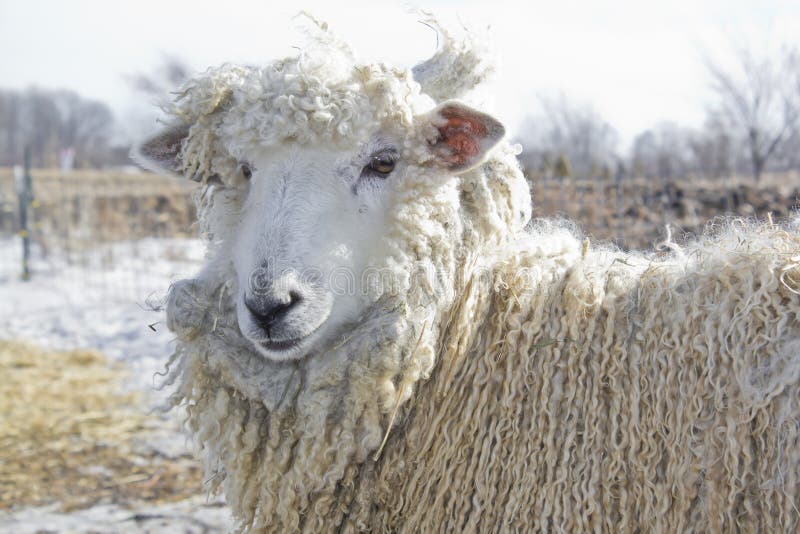 Shaggy sheep stock image. Image of male, peaceful, grin - 23118331