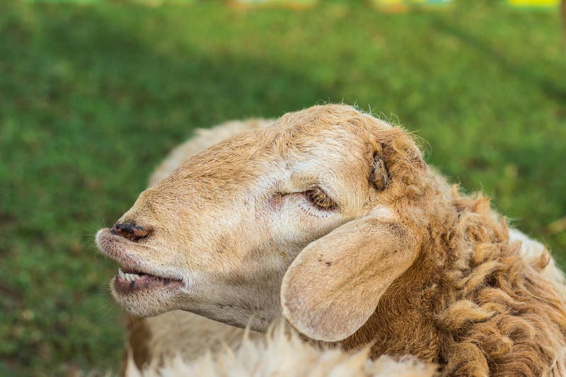 Shaggy sheep stock image. Image of male, peaceful, grin - 23118331