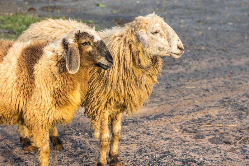 Shaggy sheep stock photo. Image of domestic, nature, fleece - 43936620